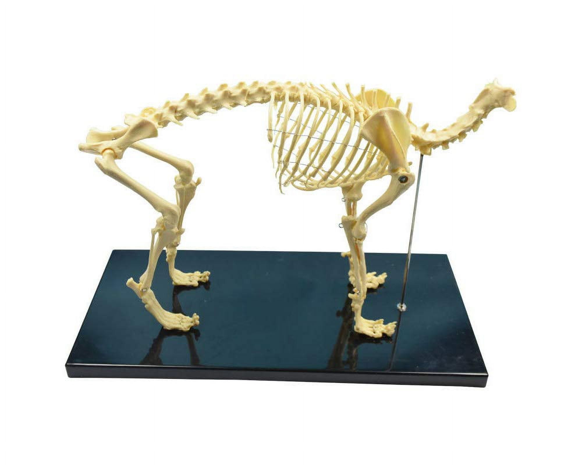 INTSUPERMAI Canine Skeleton Model STANDARD SIZE Dog Display Lab Study ...