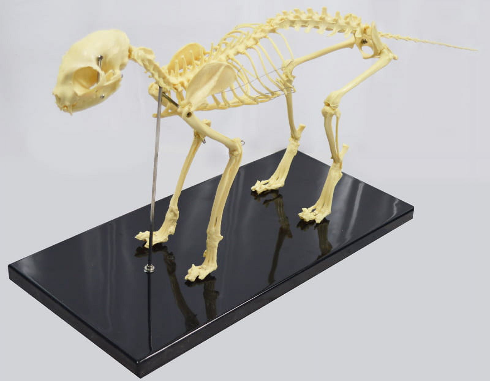 INTSUPERMAI Cat Feline Skeleton Anatomical Model STANDARD SIZE Display ...