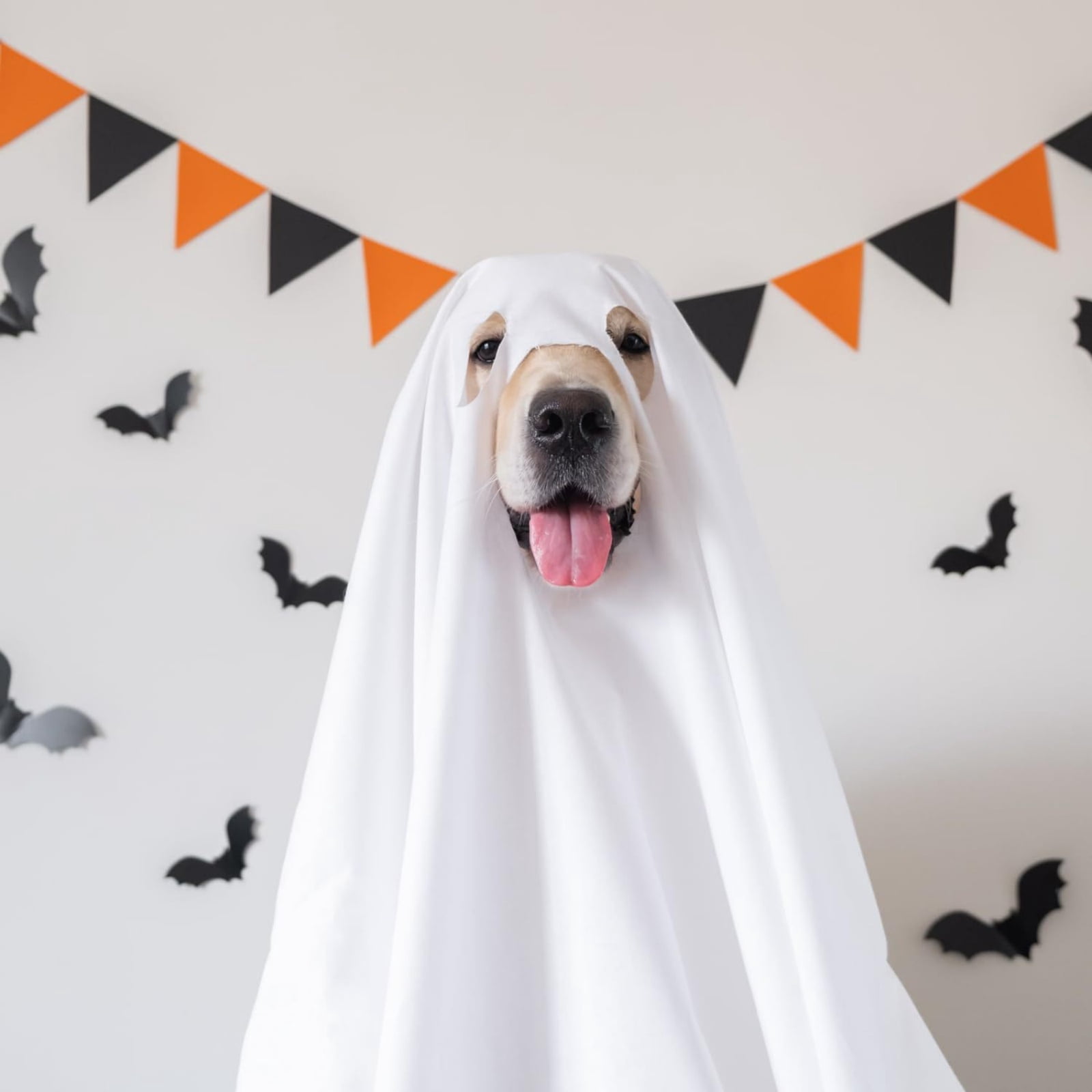 IROOZIGOTO Halloween Ghost Dog Costume Dog White Costumes Ghost ...