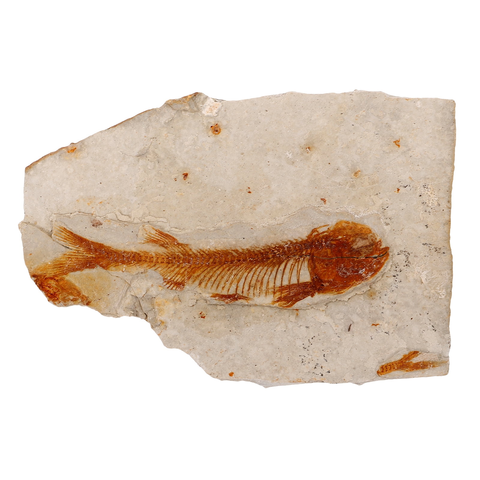 ITSELFER Paleontological Specimen Fish Specimen Ornament Teaching ...
