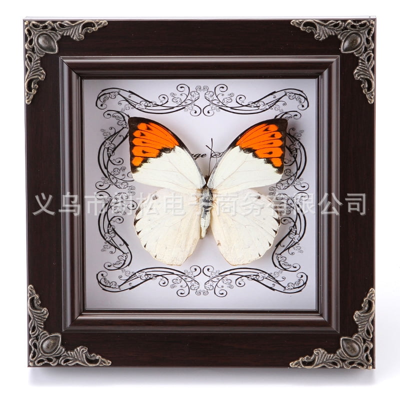Butterfly Specimen Frame