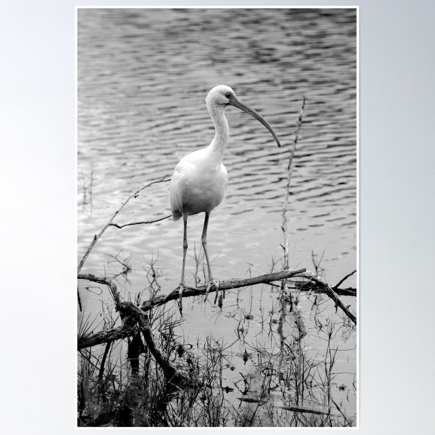 Ibis Poster Wall Art, Modern Wall Decor, 12x18 UNFRAMED - Walmart.com