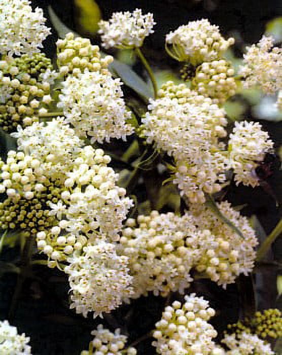 Ice Ballet Butterfly Milkweed - Asclepias - Live Plant - Gallon Pot ...