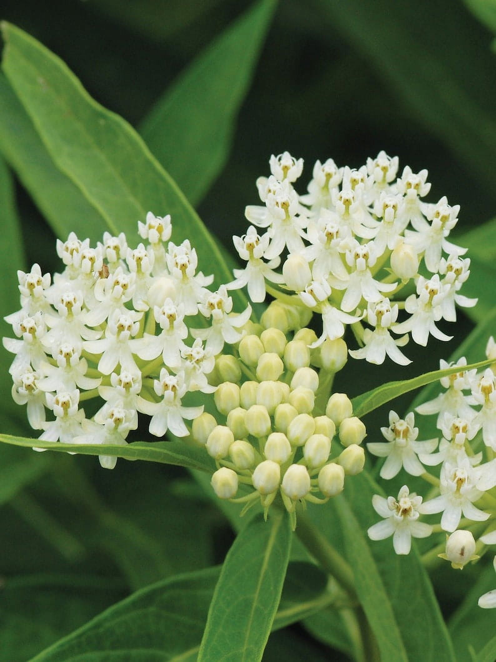 Ice Ballet Swamp Milkweed Butterfly Weed Asclepias incarnata Premium ...