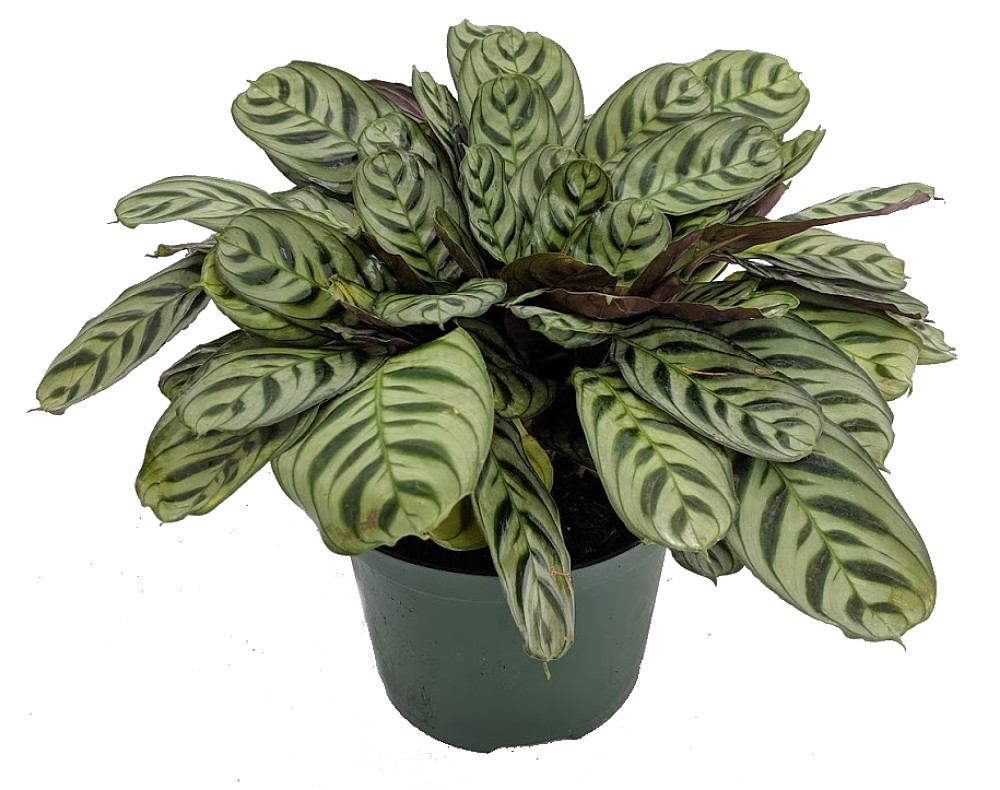 Live Indoor Ice Blue Burle Marx Prayer Plant - Easy Calathea House ...