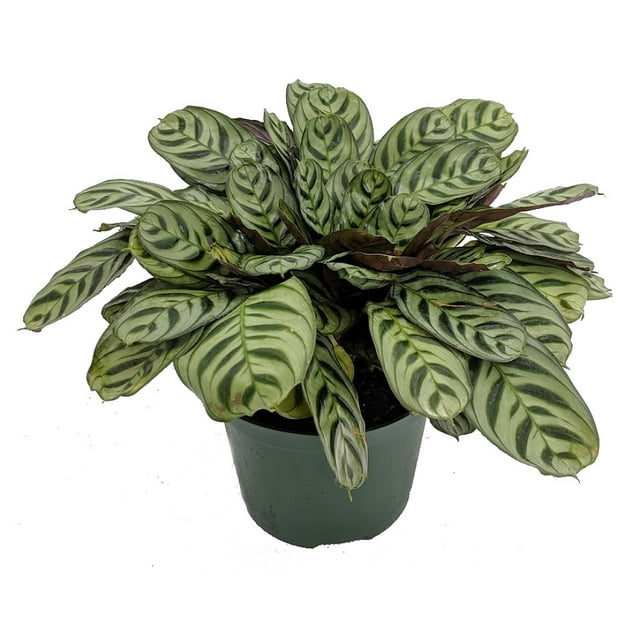 Live Indoor Ice Blue Burle Marx Prayer Plant - Easy Calathea House ...