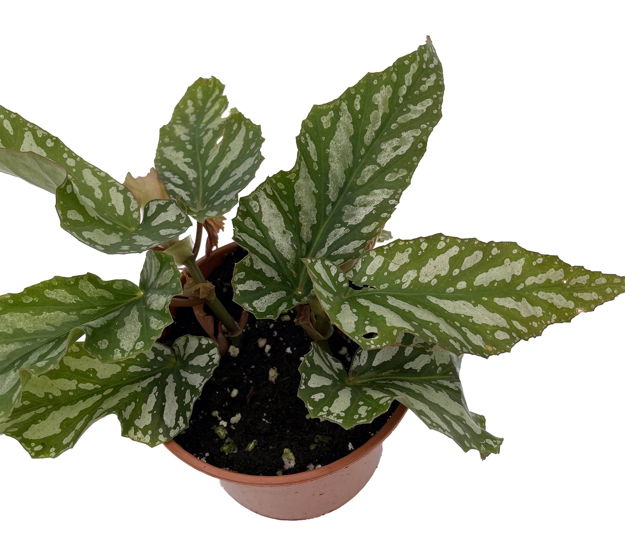 Ice Capades Begonia Plant - 3.75" Pot- Easy House Plant - Walmart.com