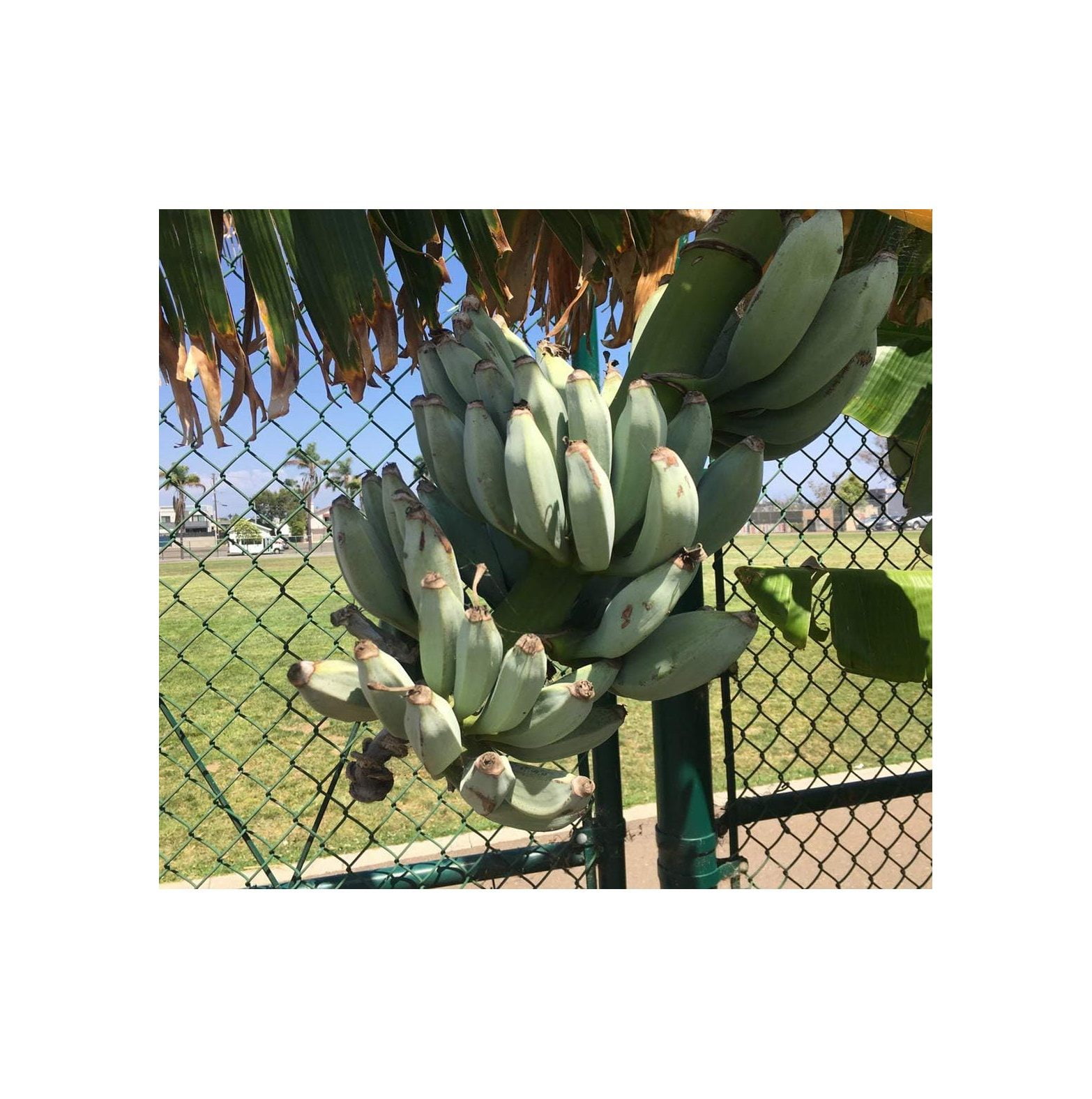 Ice Cream Banana Plant - Live Banana Tree"Ice Cream" Rare Banana Plant ...