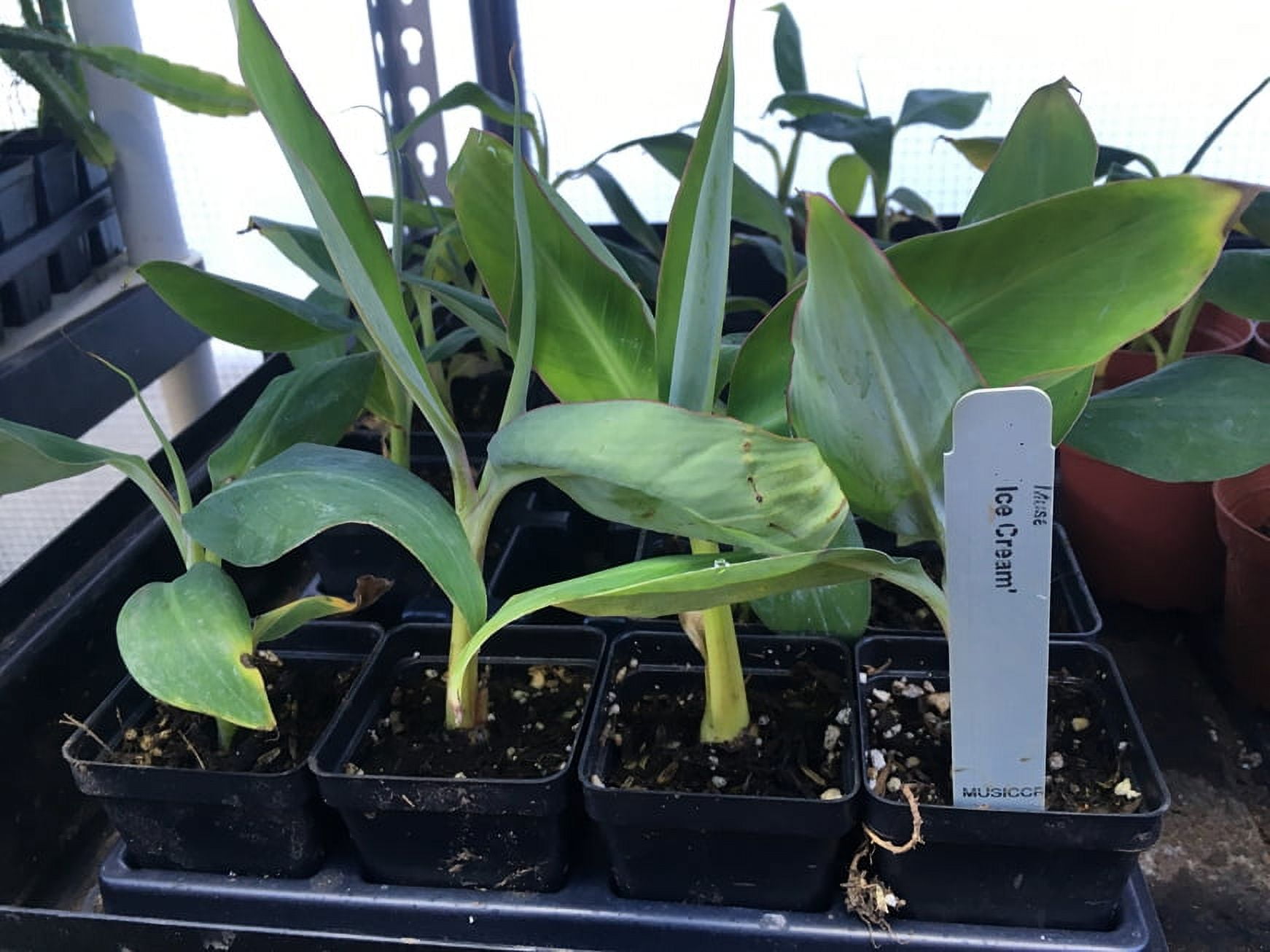 Indoor Hardy Edible Fruit - Ice Cream Banana Plant, Live Vanilla ...