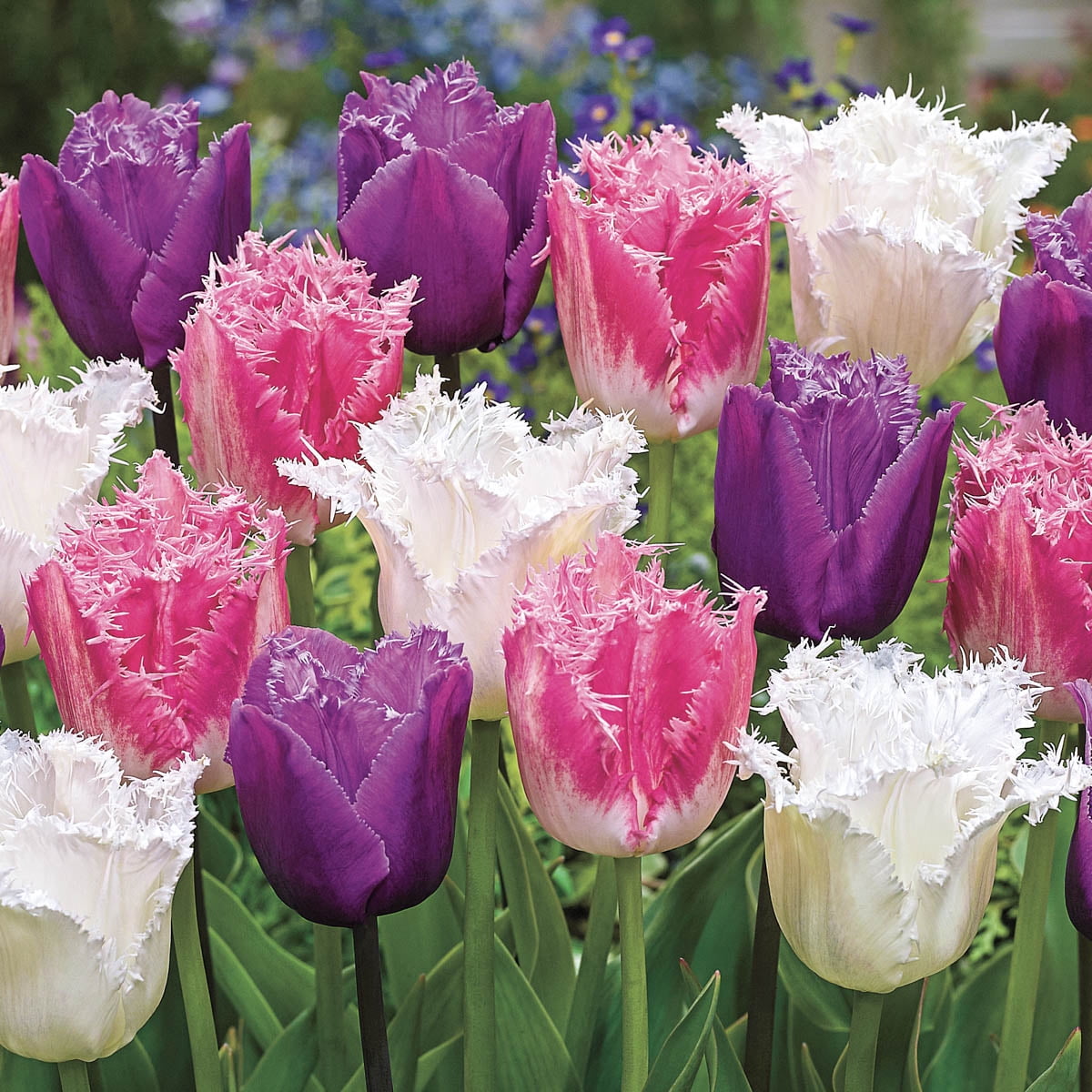 Ice Crystal Multi-colored Tulip Dormant Spring Flowering Bulbs 10 Pack ...