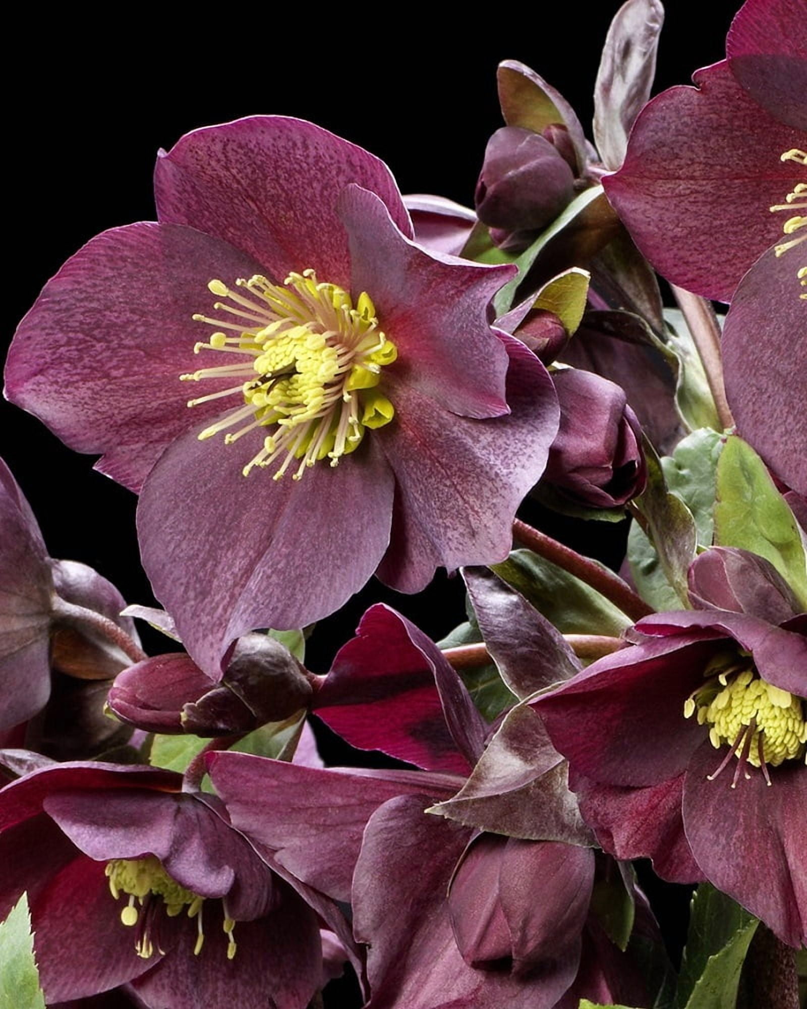 Ice N' Roses® "RED" Lenten Rose - Live Plant - ( 1 QT ) - Snow Rose ...