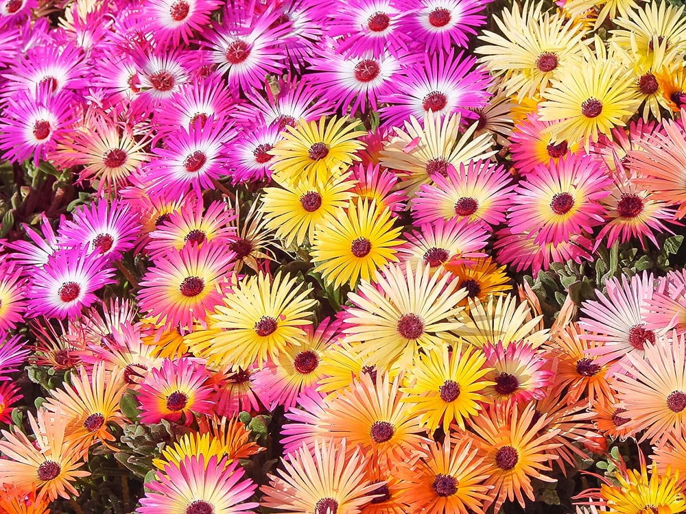 Ice Plant Mix - 100+ Seeds for Planting - Vibrant Blooms, Grow ...