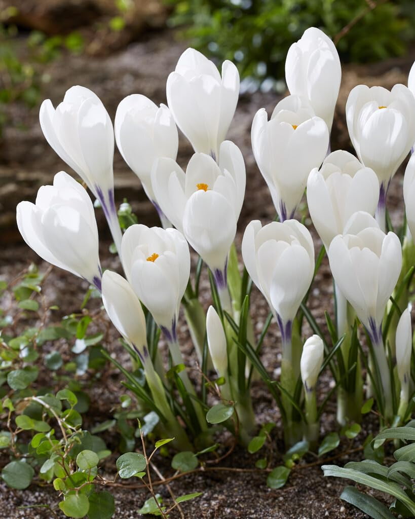 Ice Queen White Crocus Bulbs for Planting - Stunning White Blooms Usher ...