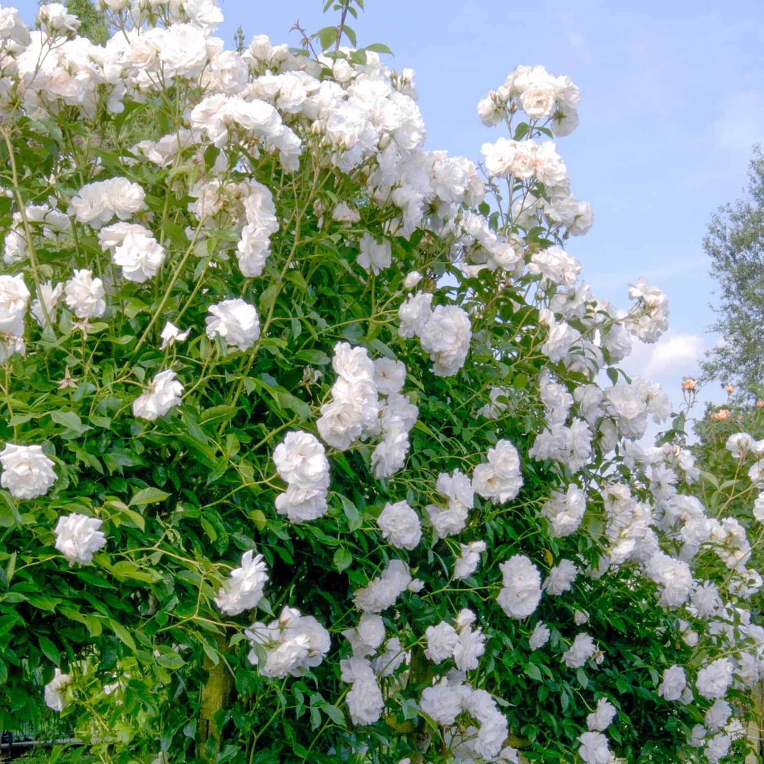 Iceberg Floribunda Own Root Rose Dormant Bare Root Plant (1-Pack ...