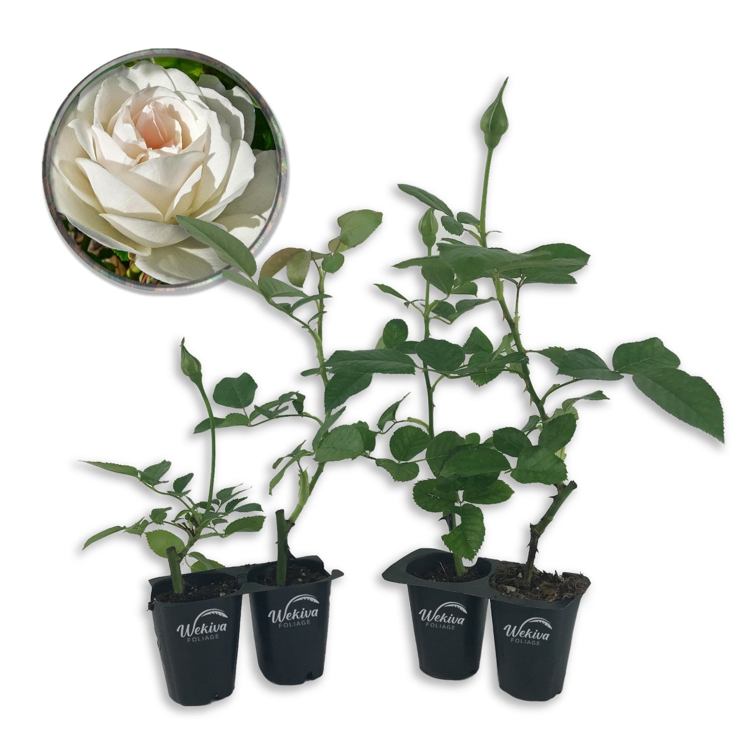 Iceberg Rose Bush - 4 Live Starter Plants in 2 Inch Pots - Beautifully ...