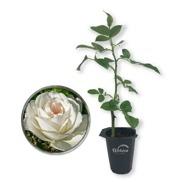 Heirloom Roses Live Iceberg Shrub Rose - White, Potted, Double Blooms ...