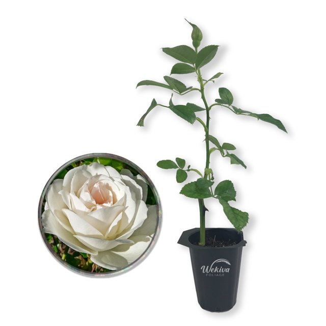 Iceberg Rose Bush - Live Starter Plant in a 2 Inch Pot - Beautifully ...