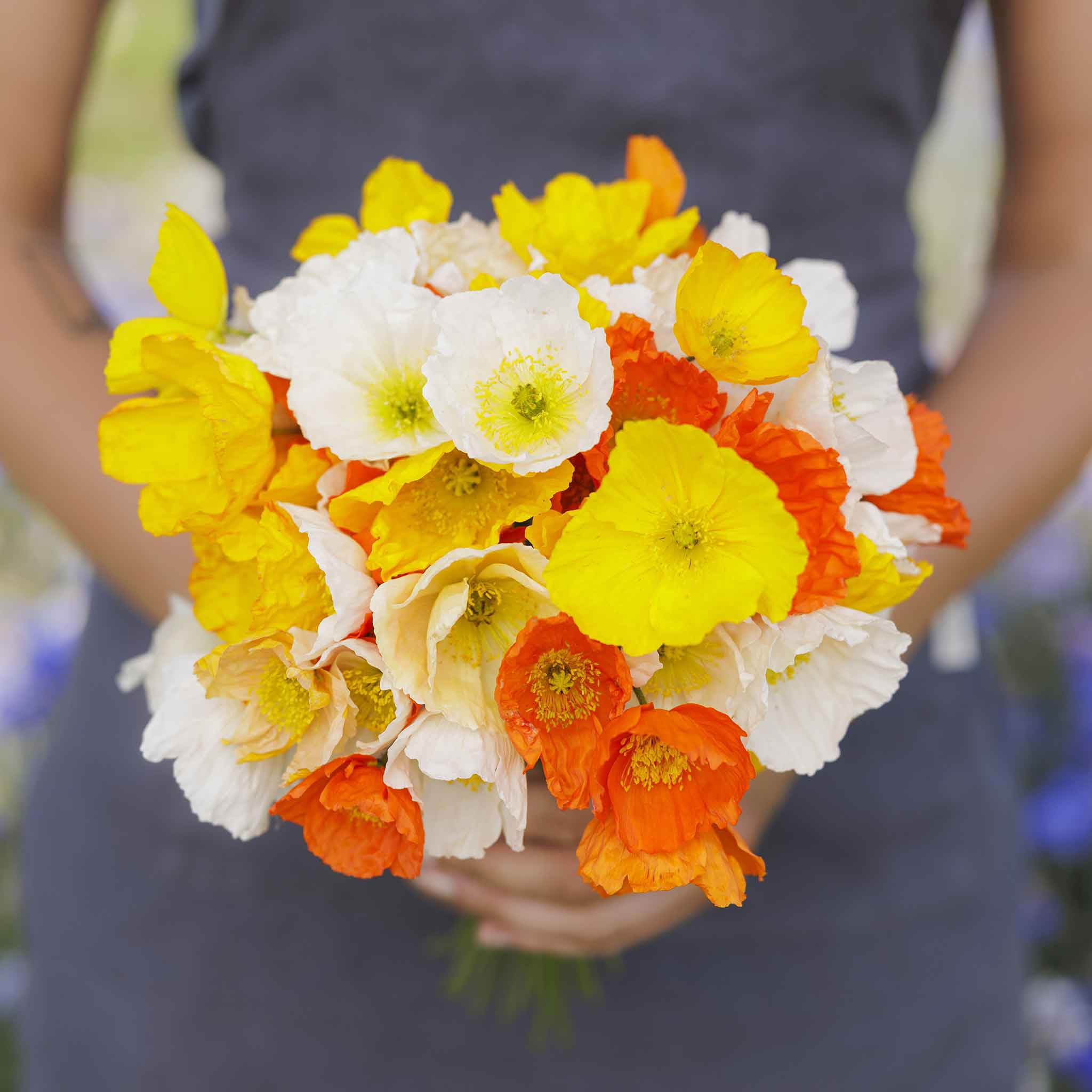 Eden Brothers Iceland Poppy Seeds - Mixed Colors - Walmart Business ...