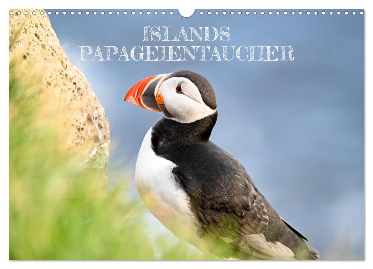 Iceland's puffins (Wall Calendar 2027 DIN A3 landscape), CALVENDO 12 ...