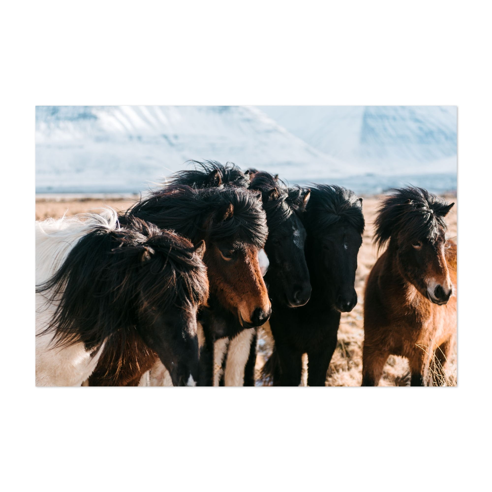 Icelandic Mane Entourage - Iceland Photography Horse Wildlife Nature ...