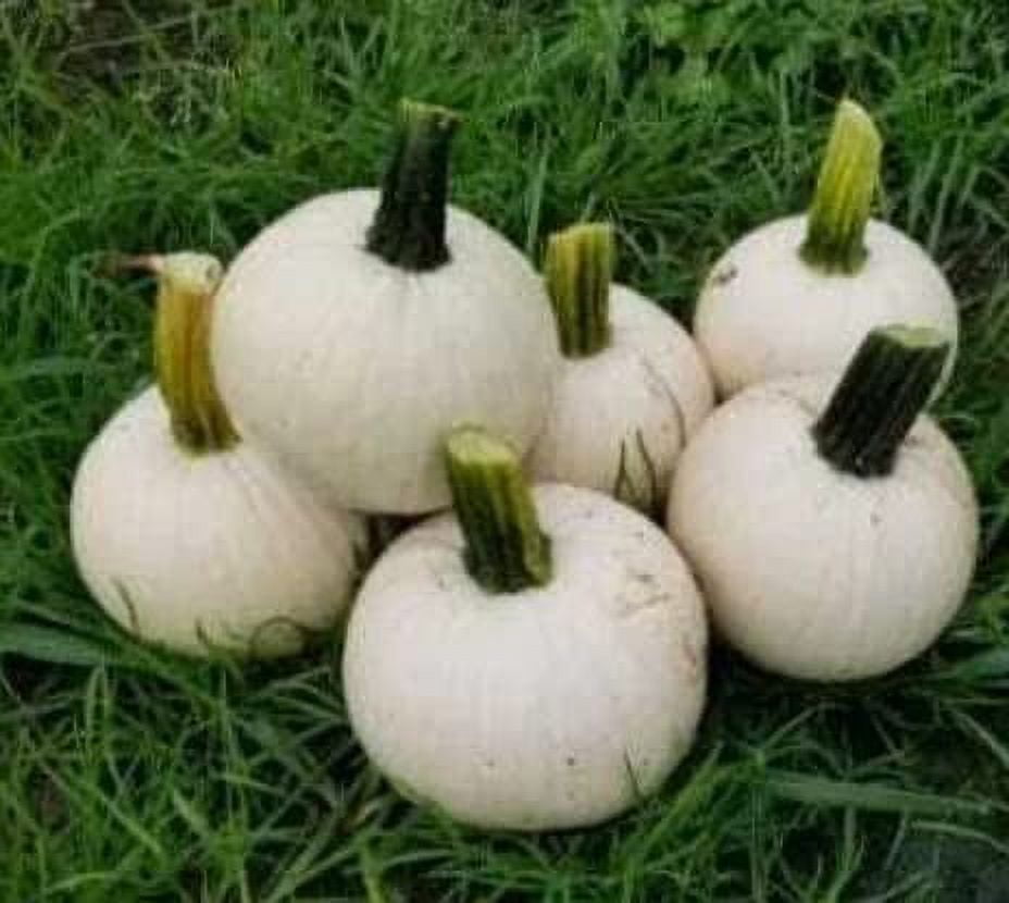 Icicle Pumpkin Seeds for Planting (10 Seeds) - Grow Adorable 3 Pound ...