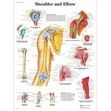 Iconic Arts Laminated 24x24 Poster: Anatomical Charts and Posters ...