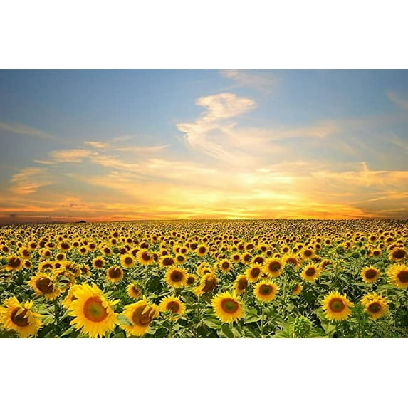 Iconic Arts Laminated 36x24 Poster: Sky, Sunset, Flowers, Sunflowers, Clouds, Flowers Field ...
