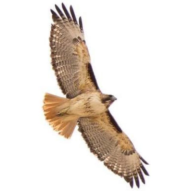 Iconic Arts Laminated 36x24 inches Poster: Red-Tailed Hawk Flying Bird ...