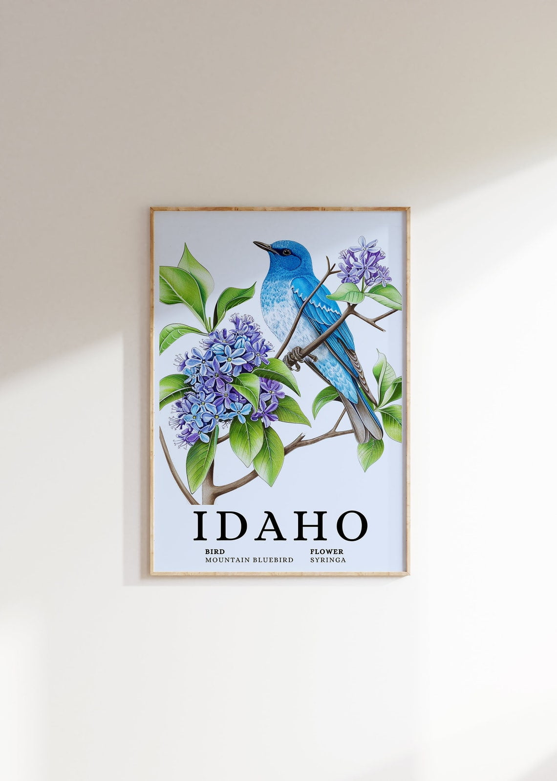 Idaho Mountain Bluebird & Syringa Art Poster, Unframed Poster Size ...