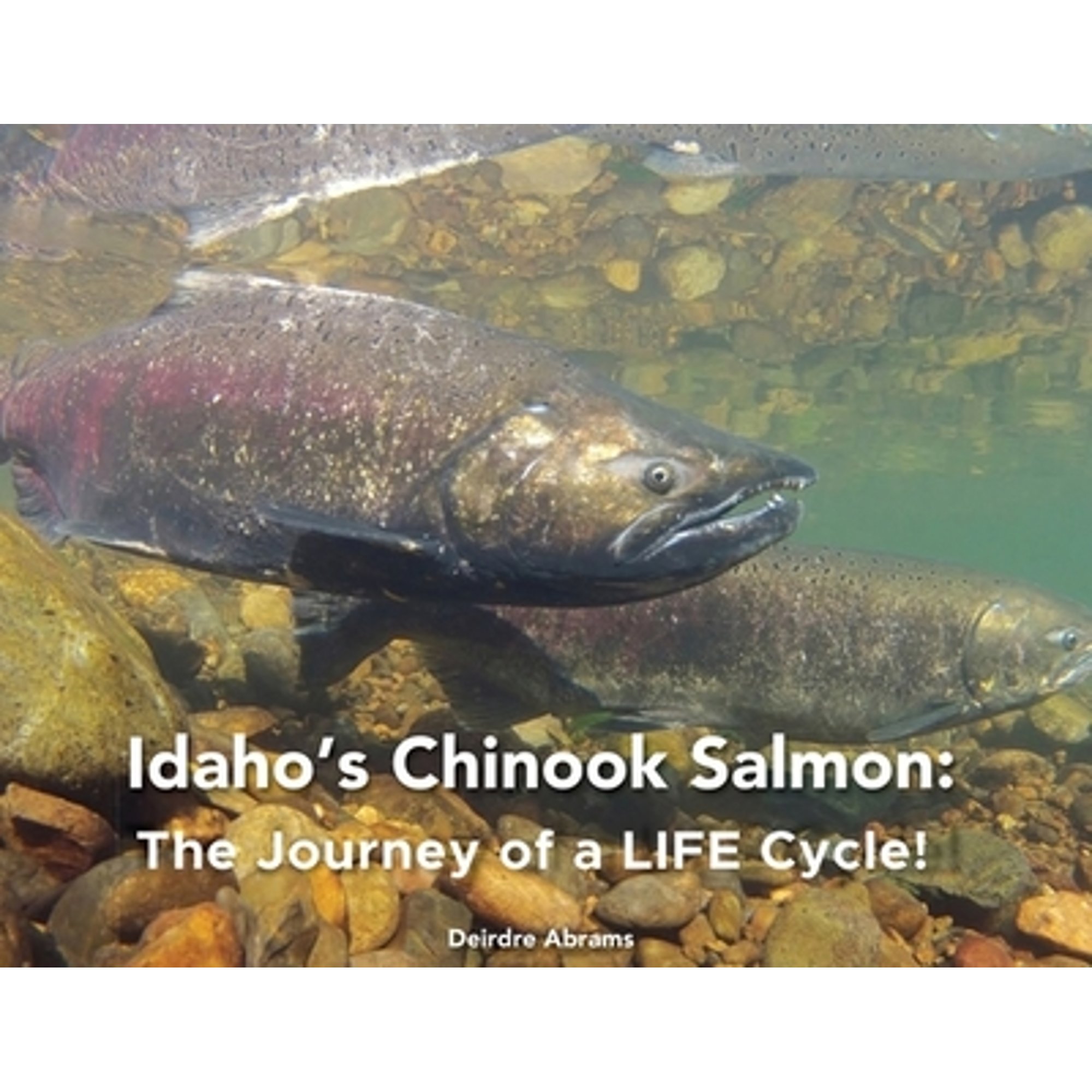 Pre-Owned Idaho's Chinook Salmon: The Journey of a LIFE Cycle ...