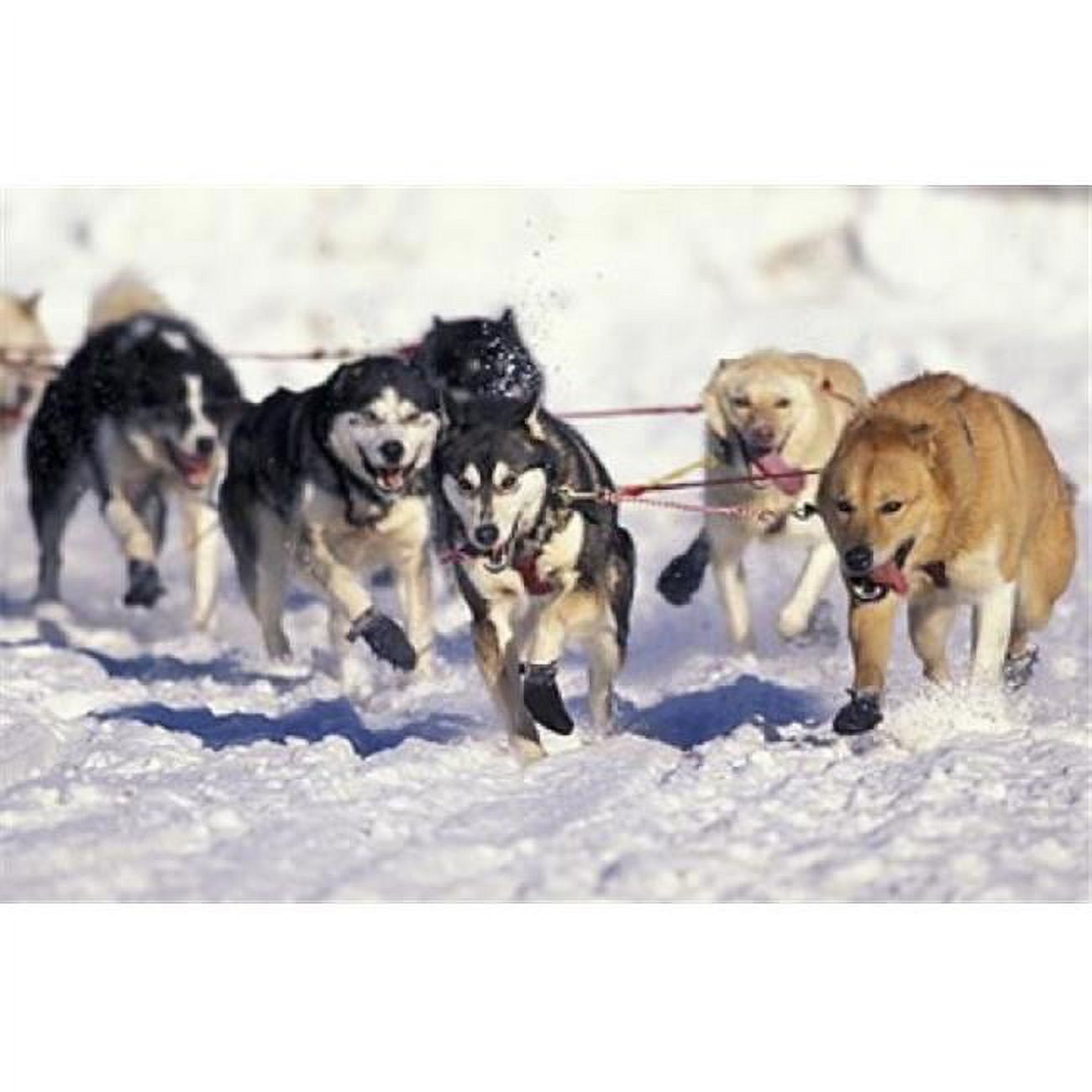 Iditarod Dog Sled Racing Through Streets of Anchorage Alaska USA Poster ...