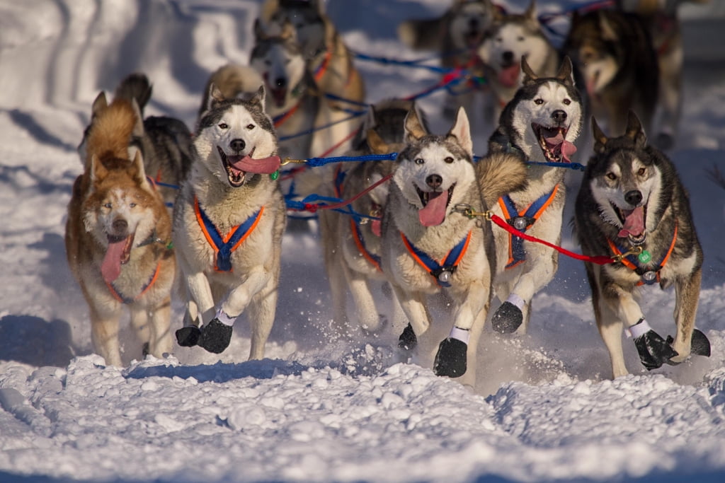 Iditarod Huskies Pulling Dog Sled Dog Posters For Wall Funny Dog Wall ...