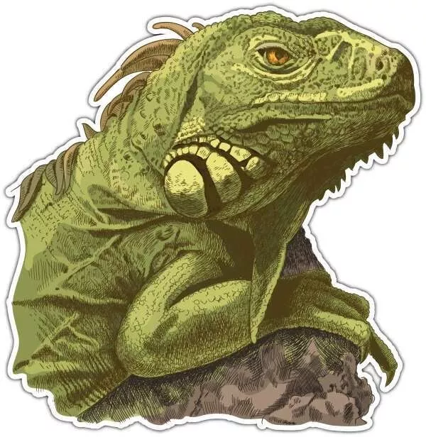 Iguana Head Lizard Reptile Car Window Stickerphone Decal Water Bottle ...