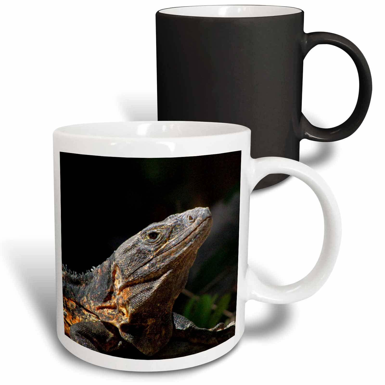 3drose, Iguana in the Sun Puerto Vallarta Mexico, 11oz Magic ...