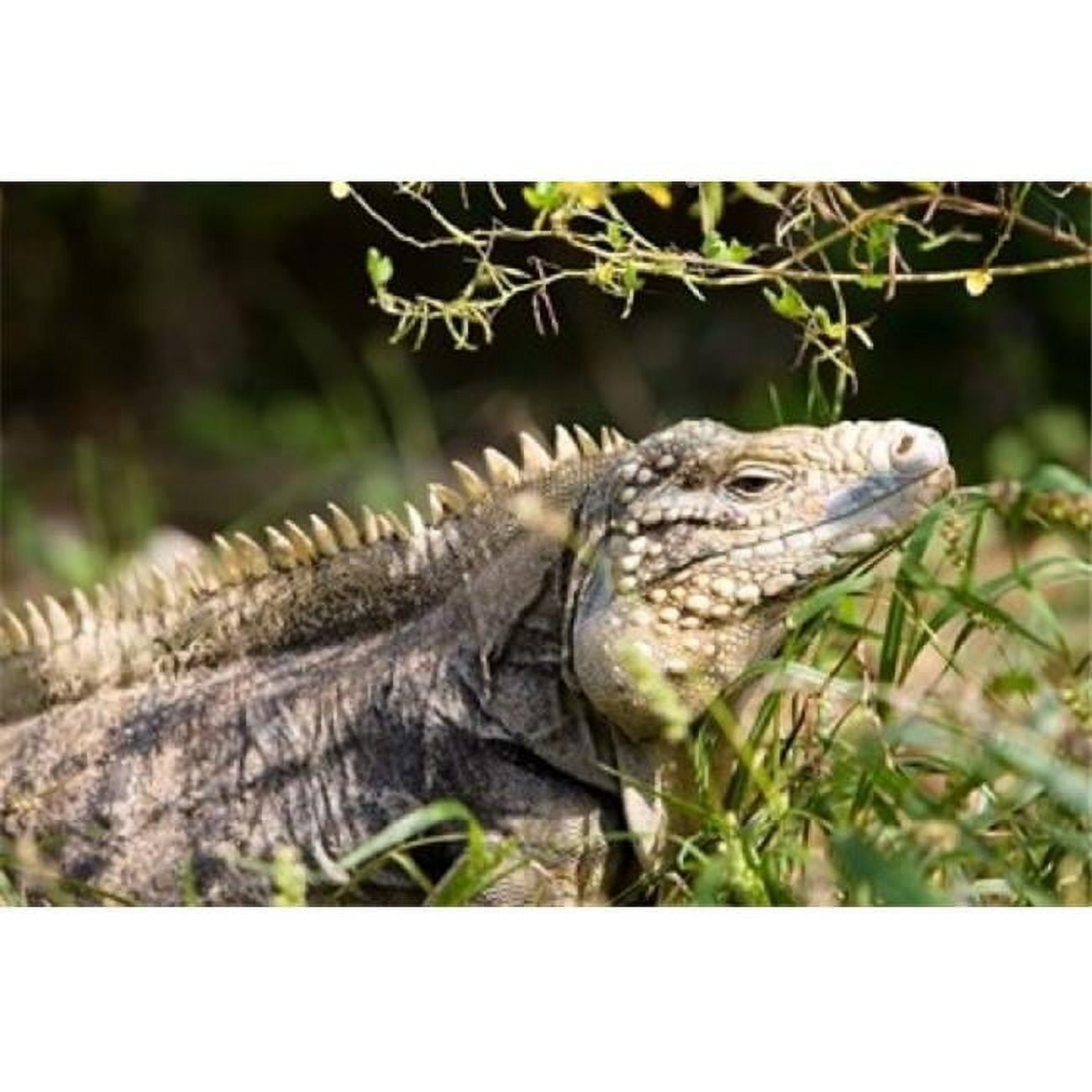 Animals Caribbean