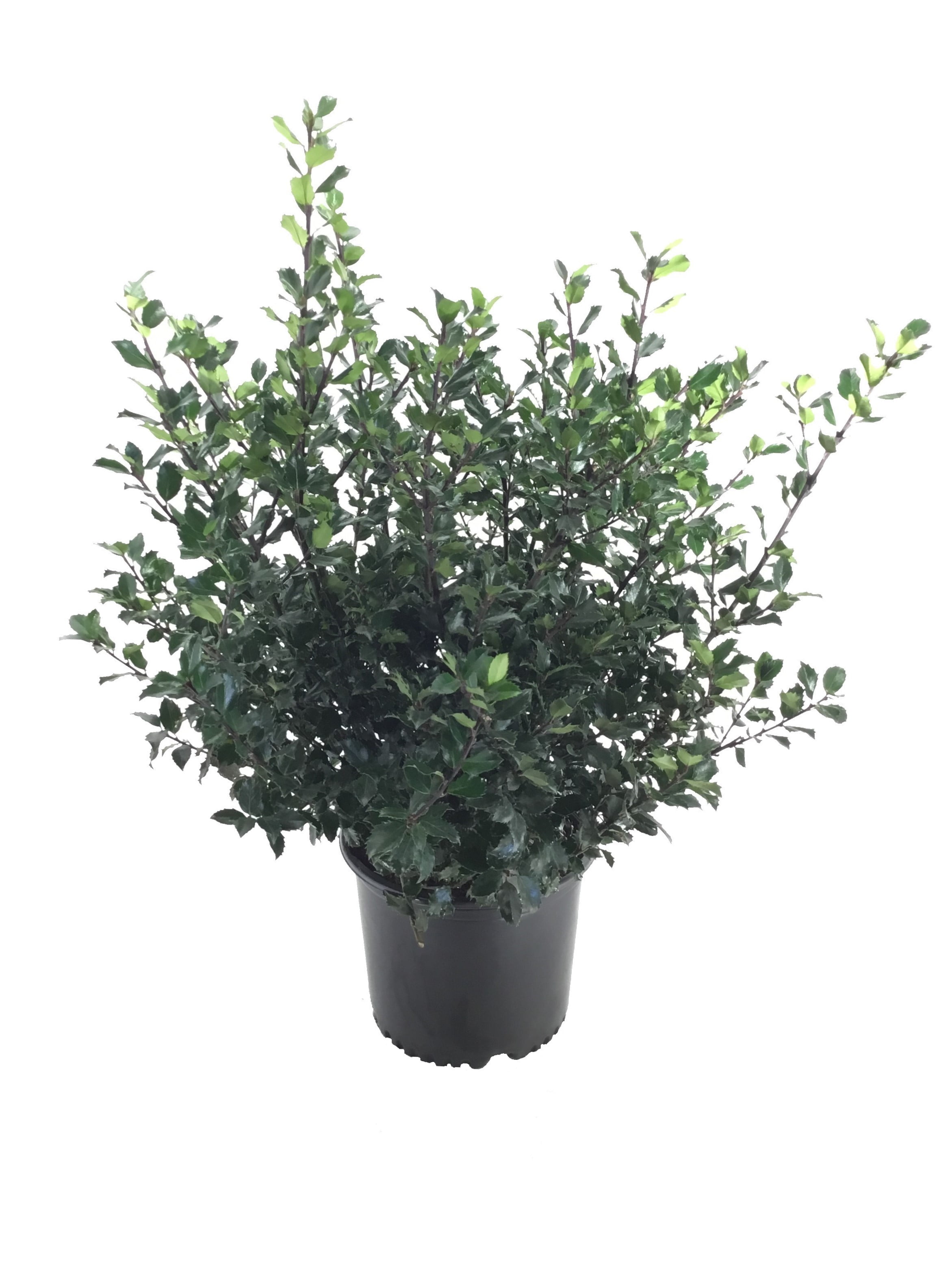 Ilex ‘Blue Prince’ Holly – 3-Gallon Evergreen Shrub – Hardy Male ...