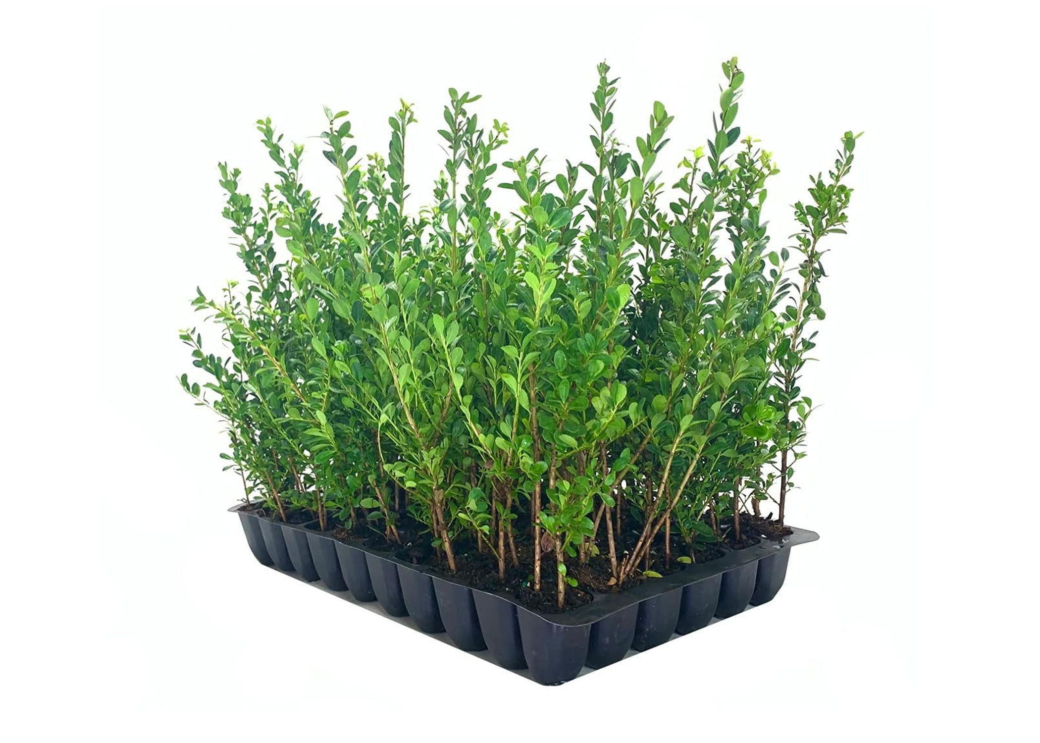 Ilex Compacta Crenata Japanese Holly 50 Live Plants Low Maintenance ...