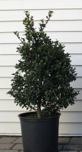 Ilex Holly Blue Girl, Green, Full Sunlight, Live Plant Shrub, 1.5 Gal ...