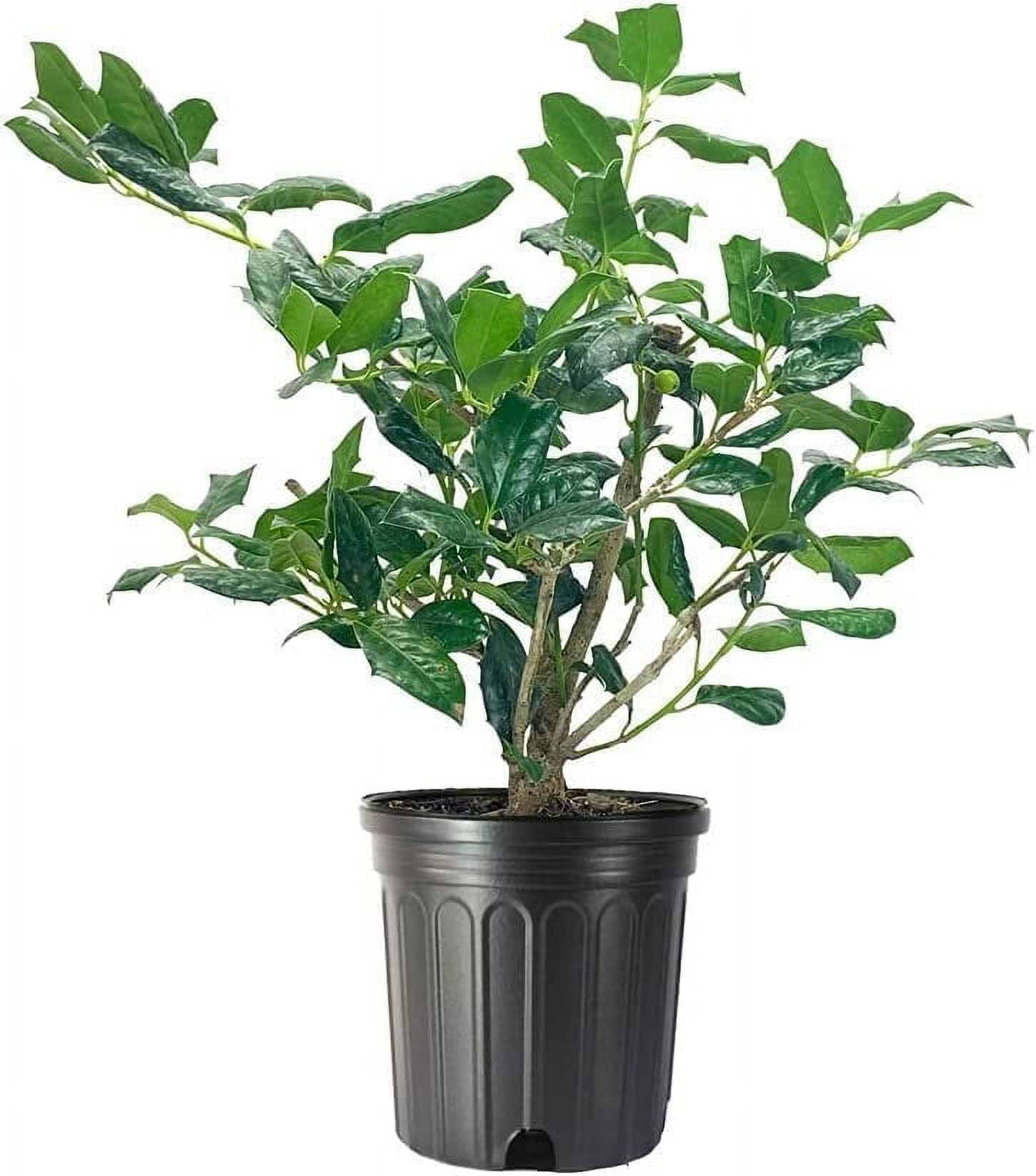 Ilex Nellie R. Stevens Holly 2 Large Gallon Size Trees Low Maintenance ...