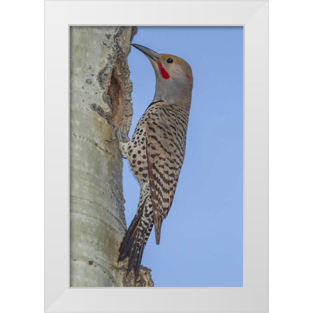 Illg, Cathy and Gordon 11x14 White Modern Wood Framed Museum Art Print ...