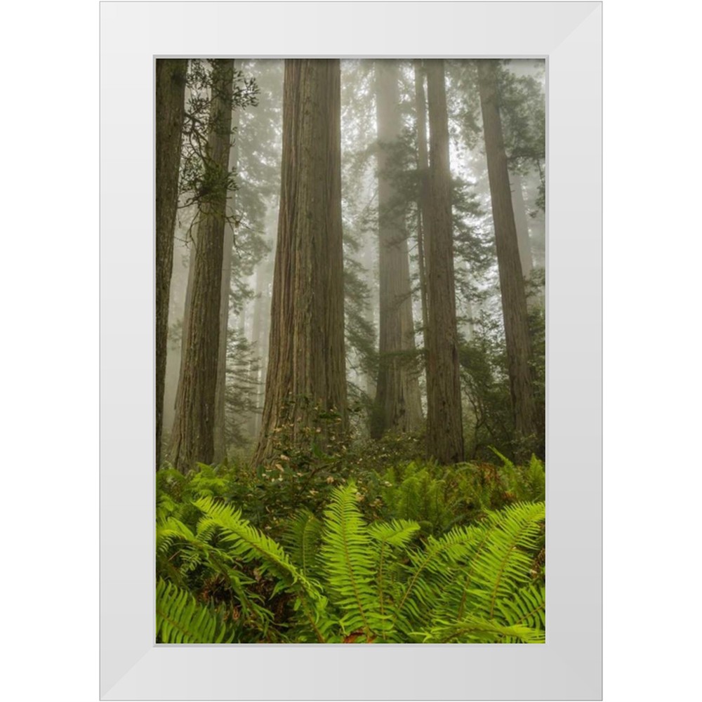 Illg, Cathy and Gordon 11x14 White Modern Wood Framed Museum Art Print ...