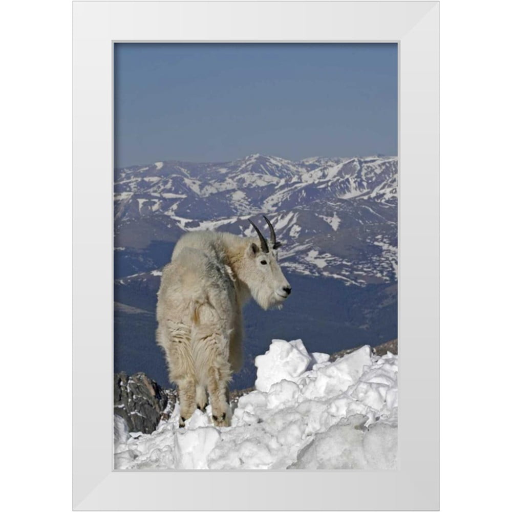 Illg, Cathy and Gordon 11x14 White Modern Wood Framed Museum Art Print ...