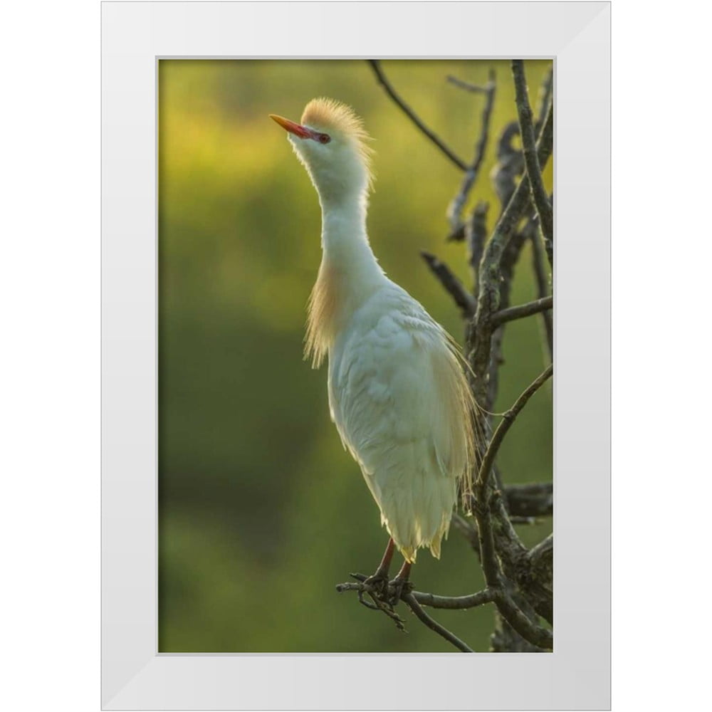 Illg, Cathy and Gordon 11x14 White Modern Wood Framed Museum Art Print ...
