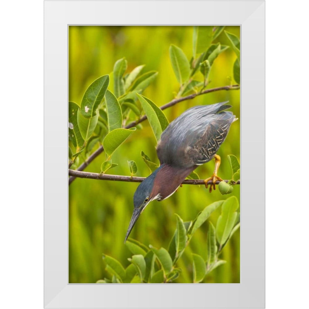 Illg, Cathy and Gordon 11x14 White Modern Wood Framed Museum Art Print ...