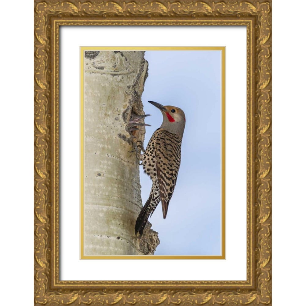 Illg, Cathy and Gordon 13x18 Gold Ornate Wood Framed with Double Matting Museum Art Print Titled ...