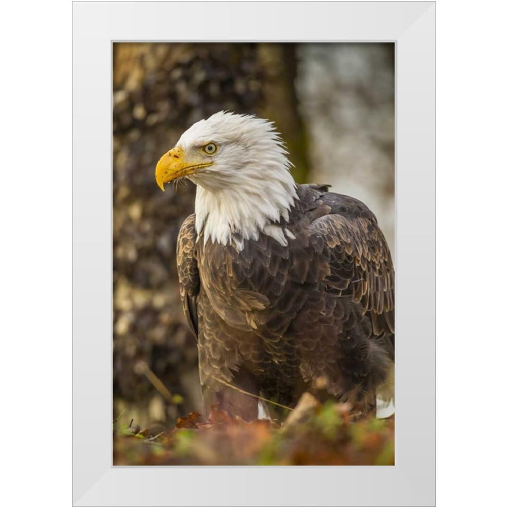 Illg, Cathy and Gordon 13x18 White Modern Wood Framed Museum Art Print ...