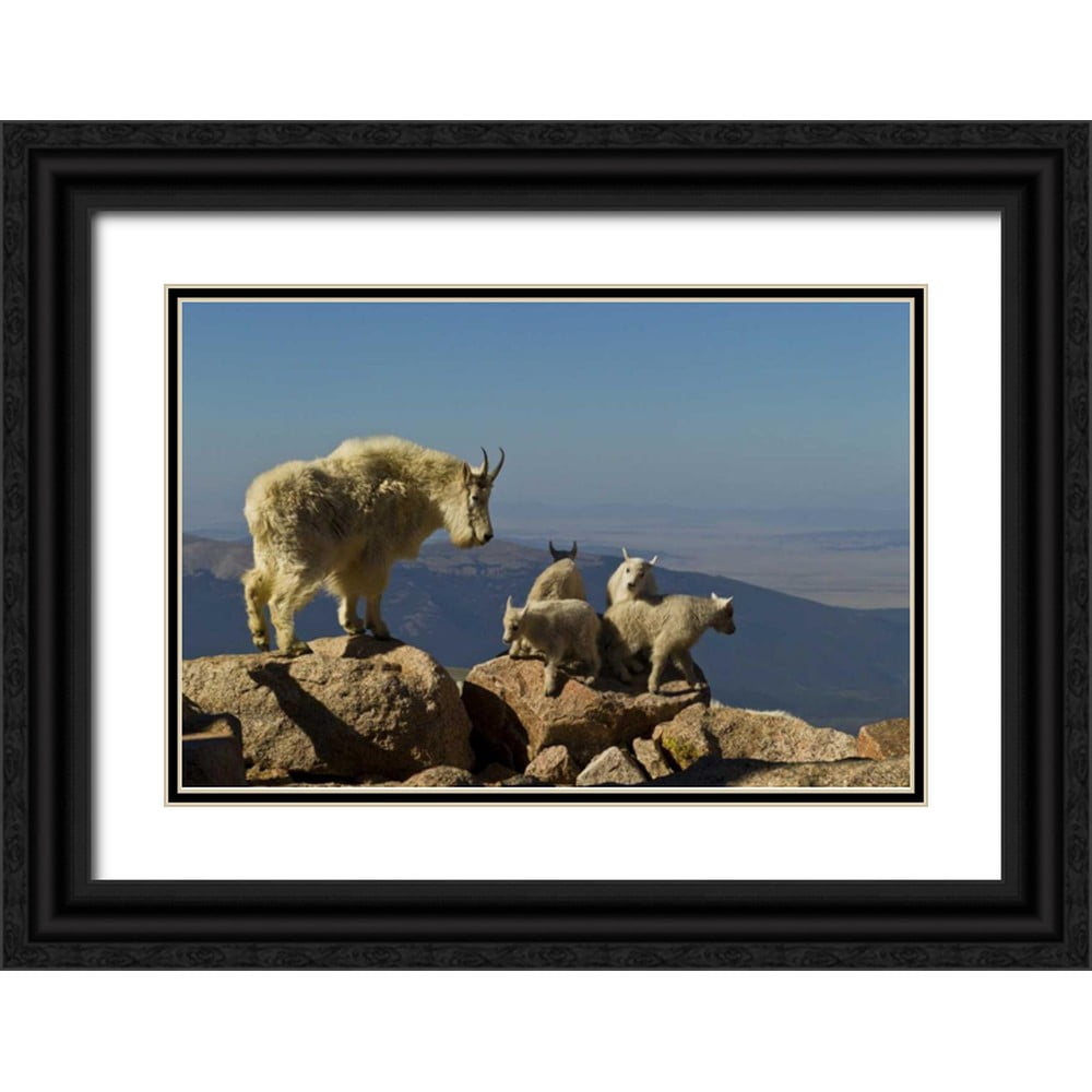 Illg, Cathy and Gordon 14x11 Black Ornate Wood Framed with Double ...