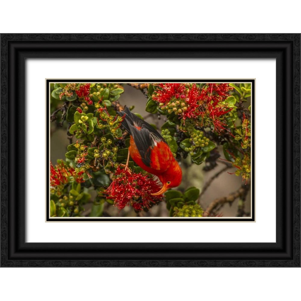Illg, Cathy and Gordon 14x11 Black Ornate Wood Framed with Double ...