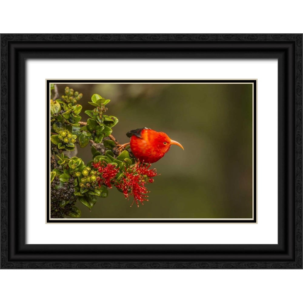 Illg, Cathy and Gordon 14x11 Black Ornate Wood Framed with Double ...