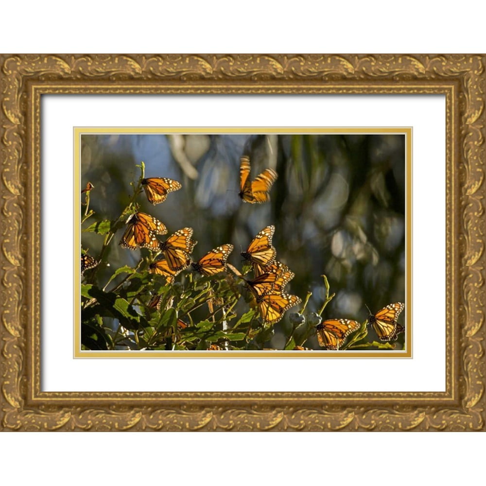 Illg, Cathy and Gordon 14x11 Gold Ornate Wood Framed with Double ...